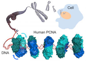 Researchers deciphering the mechanism of sliding of DNA clamps, central ...