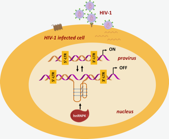 Non-canonical DNA structures found in the control centre for the ...
