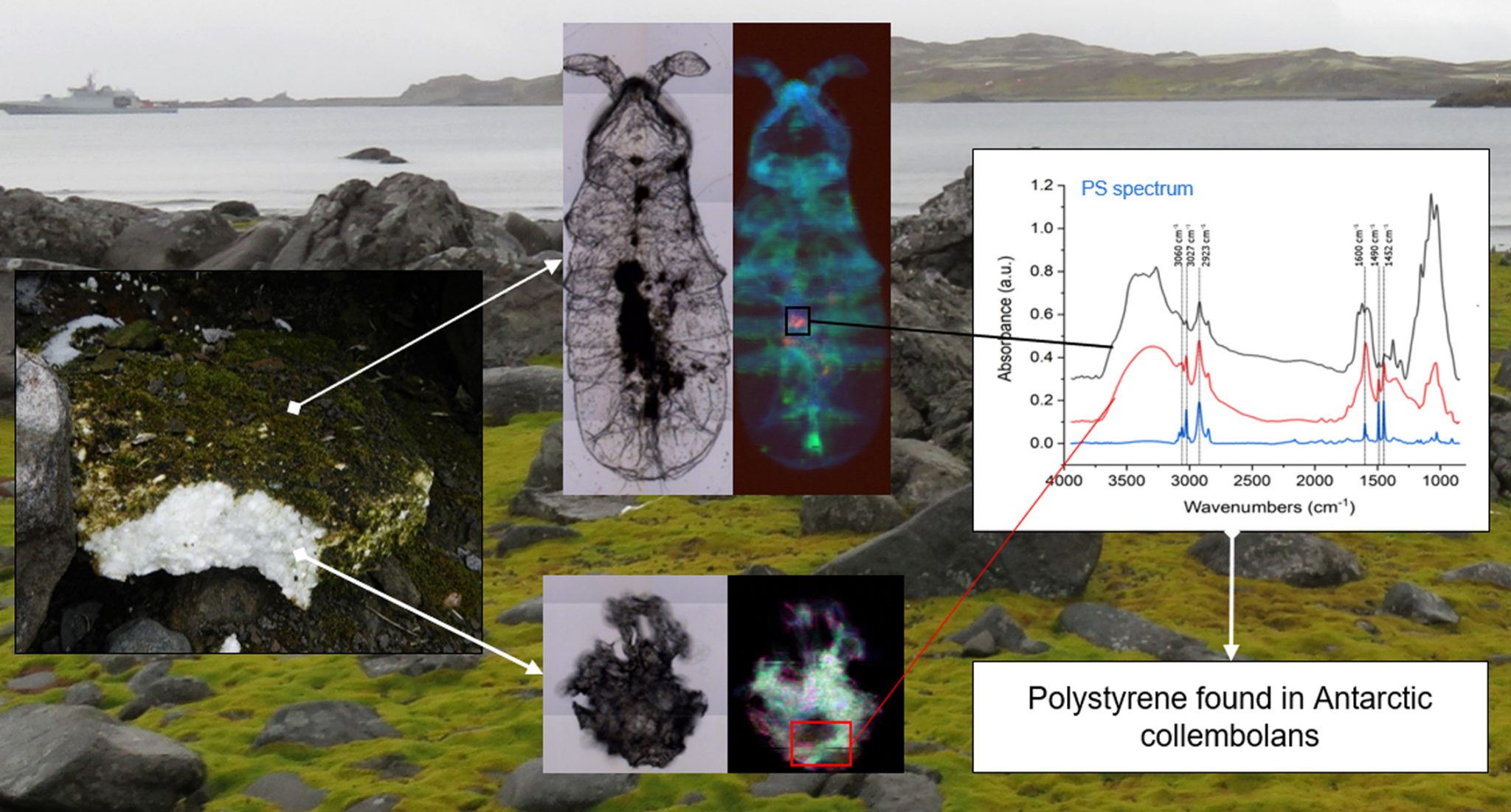 Microplastics found in the Antarctic terrestrial food web - Ceric