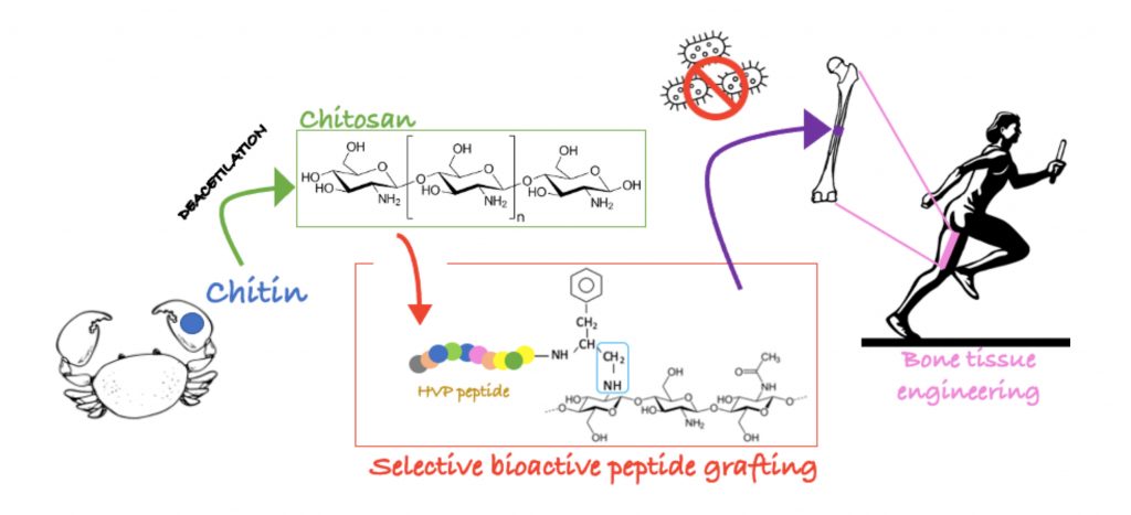 Bio-functionalised chitosan, a new approach for bone tissue engineering ...
