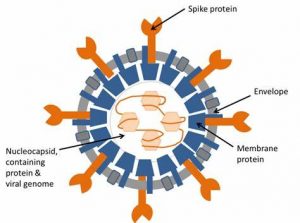 How does ethanol inactivate viruses? - Ceric