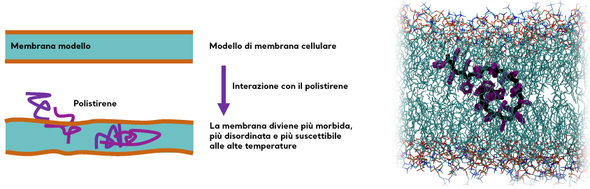 COMUNICATO STAMPA: Nuovo studio sulle nano-plastiche, i frammenti di ...