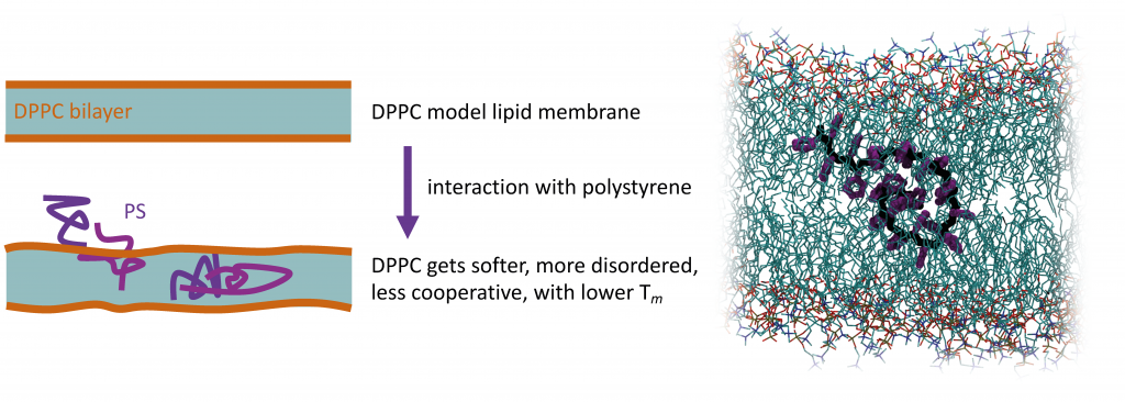 PRESS RELEASE: Scientists reveal the effect of nano-plastics on model ...