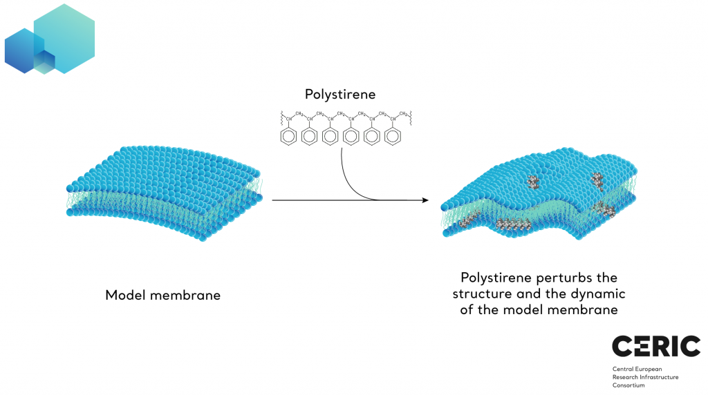New insights into the effect of nano-plastics on model cell membranes ...