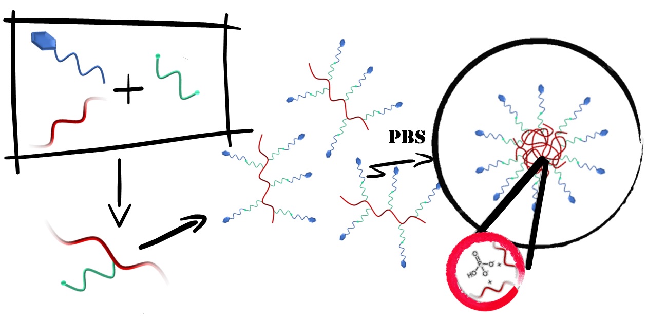 Nanoparticles characterization for innovative biomedical approaches - Ceric