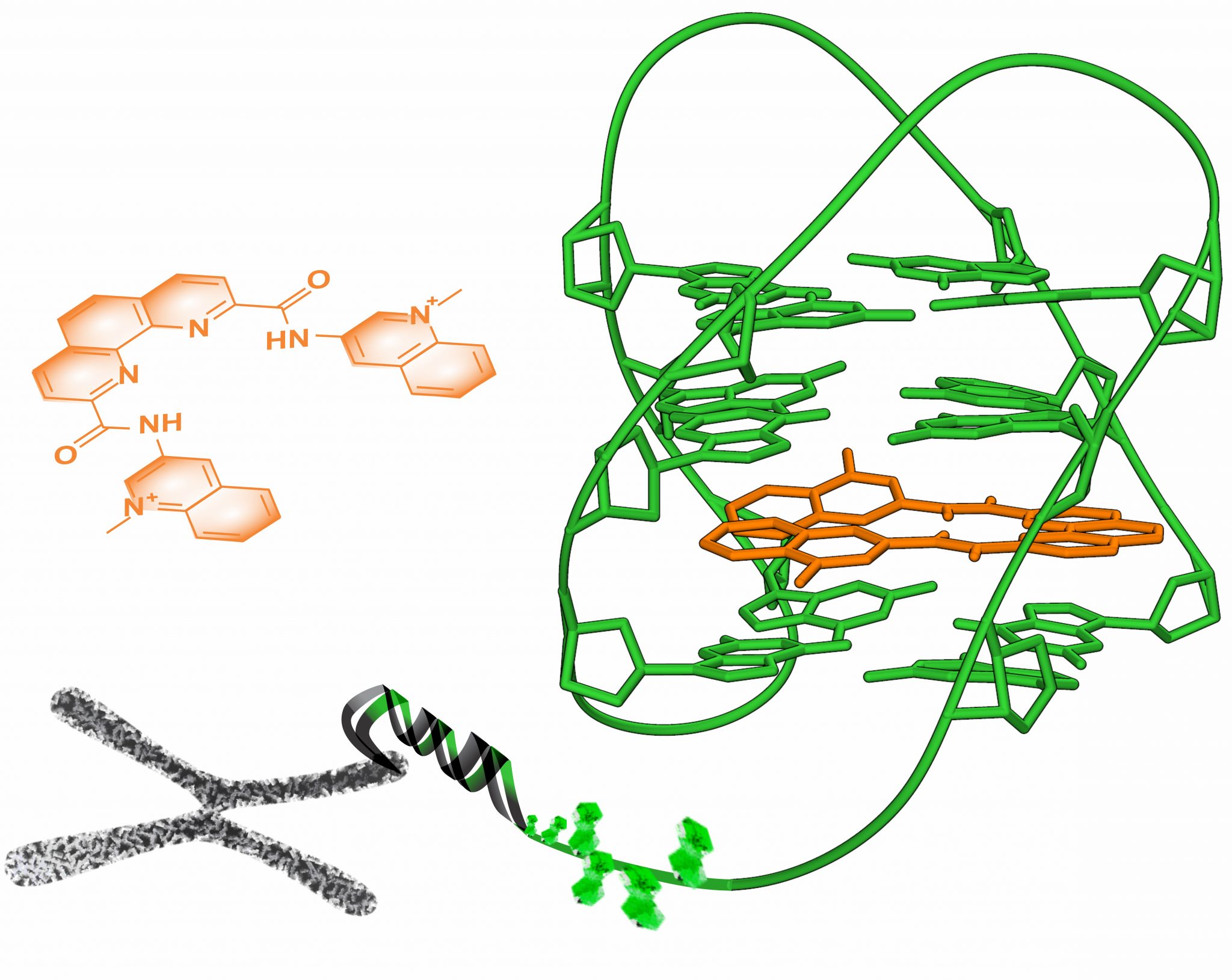 Insights into ligand-DNA binding to provide awareness on the role of G ...