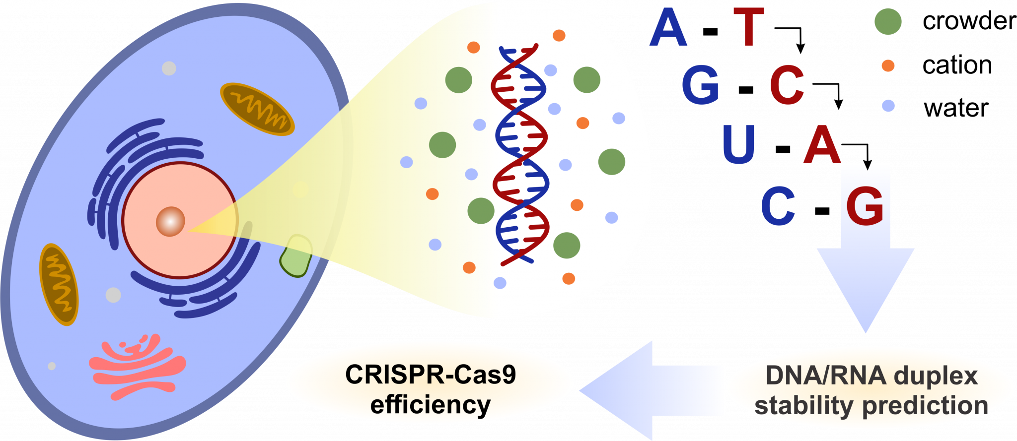 PRESS RELEASE: A new tool to predict RNA/DNA duplexes stability in ...