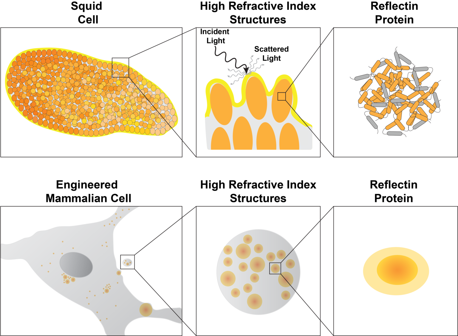 Mapping light-reflecting protein structures in squid skin cells - Ceric