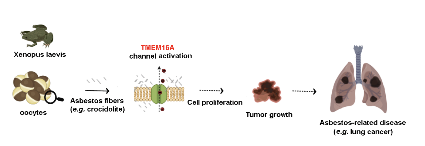 Asbestos fibers and cell membranes: interaction revealed - Ceric