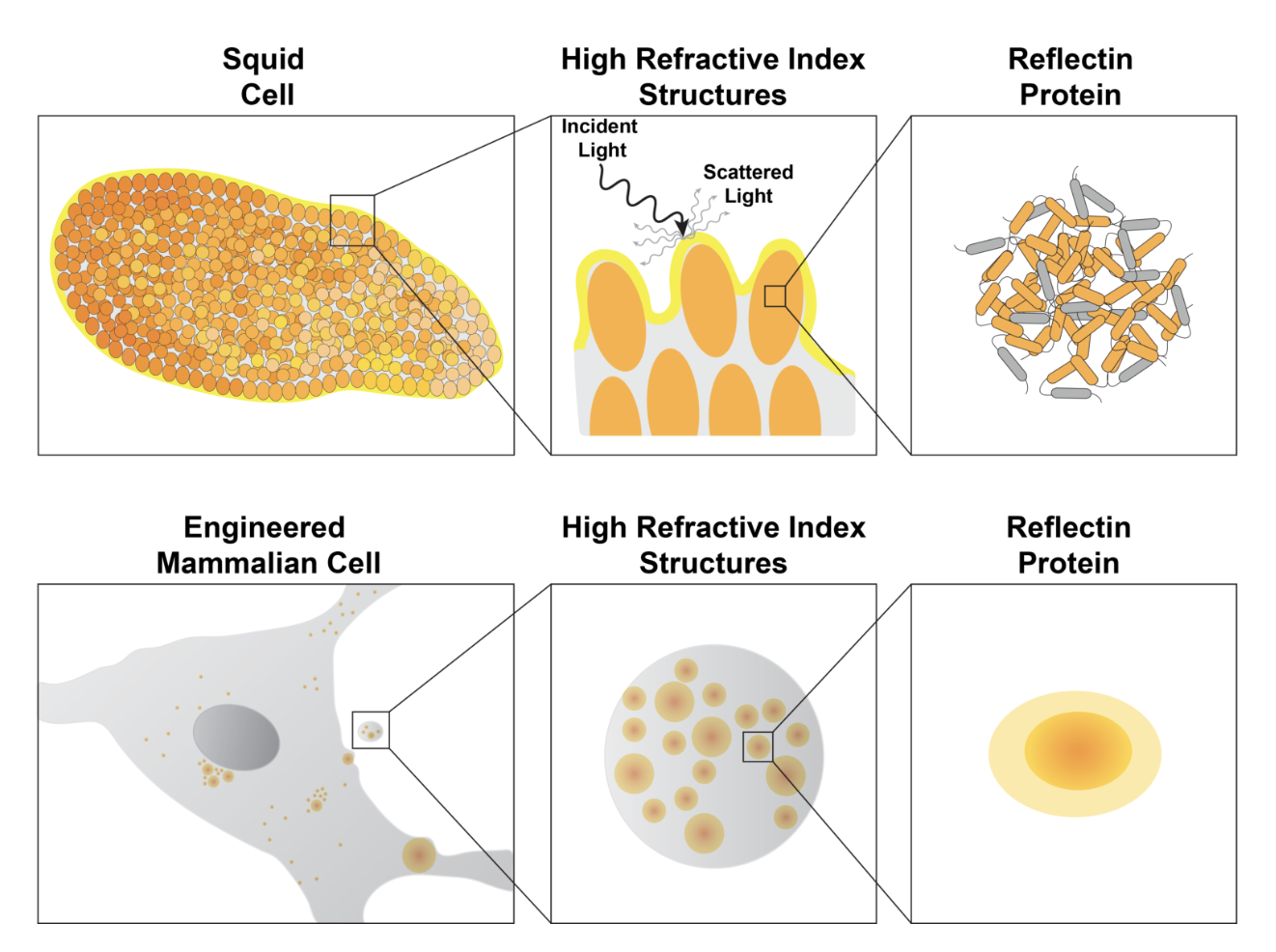 Mapping light-reflecting protein structures in squid skin cells - Ceric