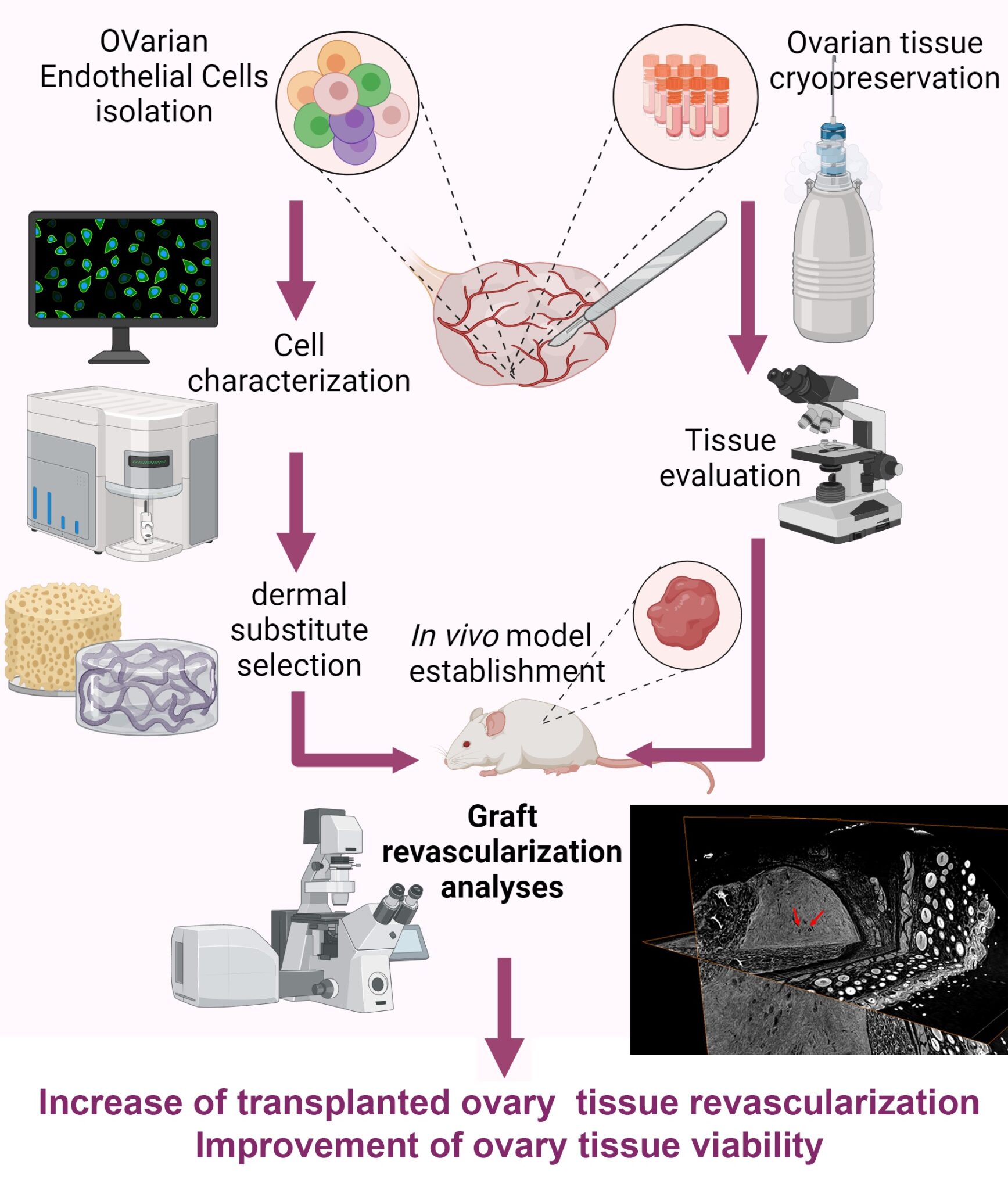 Bioengineered scaffolds to preserve fertility after ovarian tissue ...